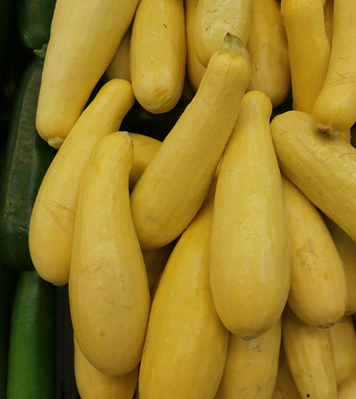 Baby Yellow Summer Squash Gammondale Farm baby-yellow-summer-squash-gammondale-farm